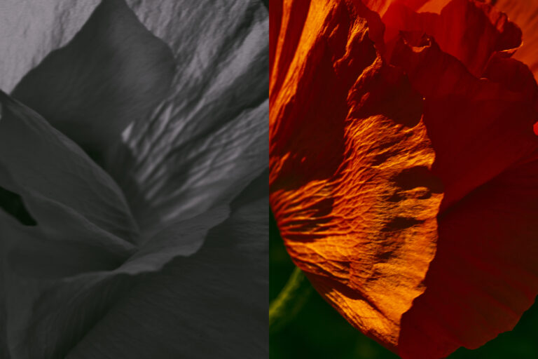 Home - David Ralph Photography : David Ralph Photography